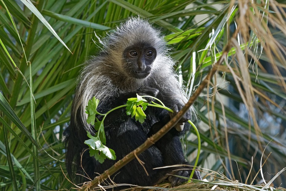 Bärenstummelaffe – Tiergarten Schönbrunn