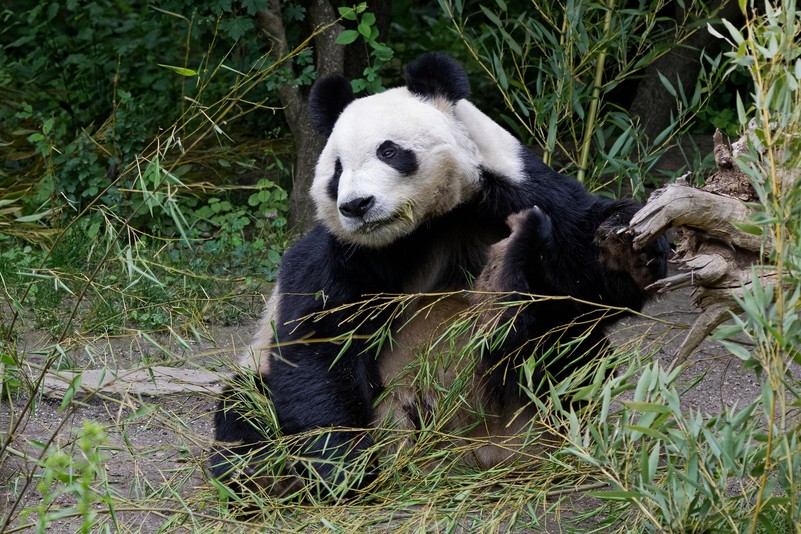 Großer Panda – Tiergarten Schönbrunn