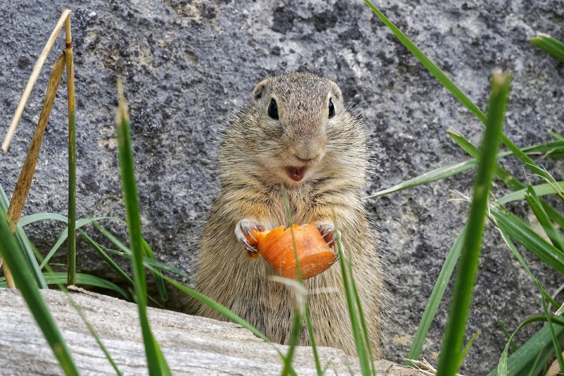 Europäisches Ziesel – Tiergarten Schönbrunn