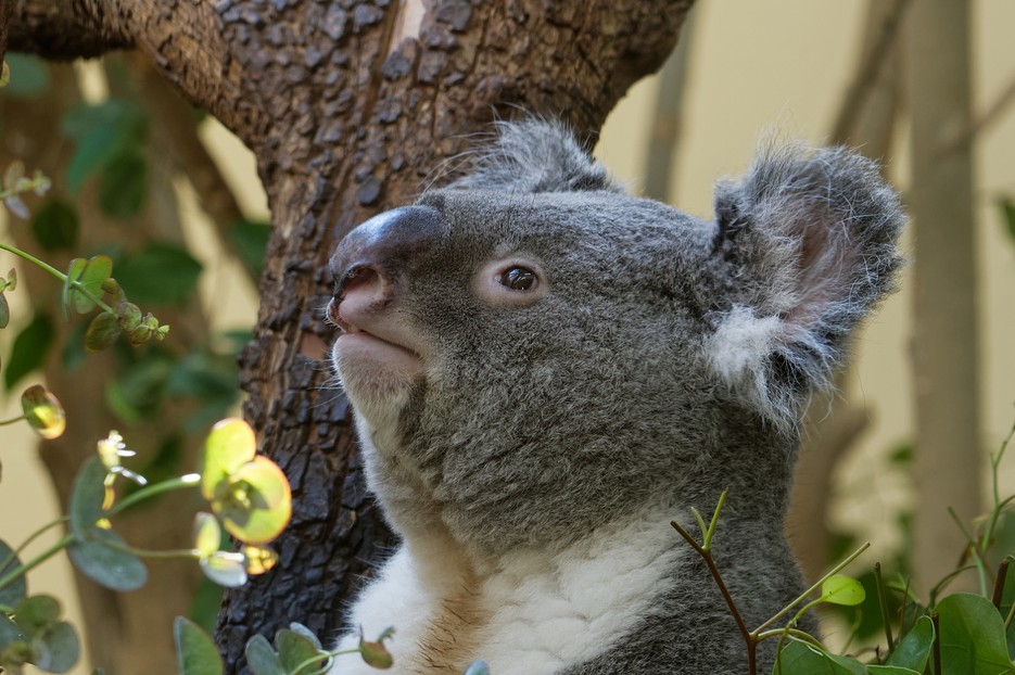 Koala – Tiergarten Schönbrunn