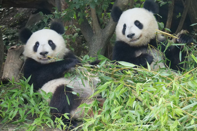 Großer Panda – Tiergarten Schönbrunn