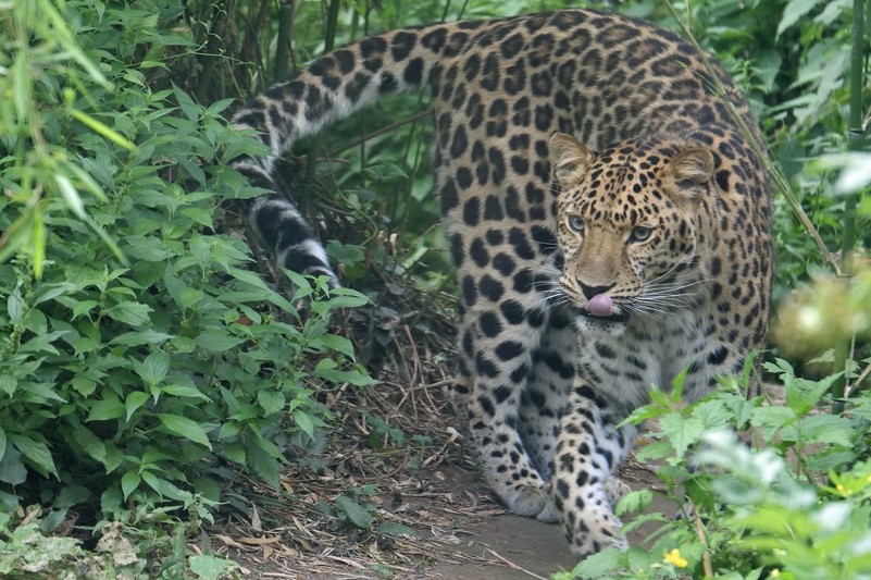Amurleopard – Tiergarten Schönbrunn