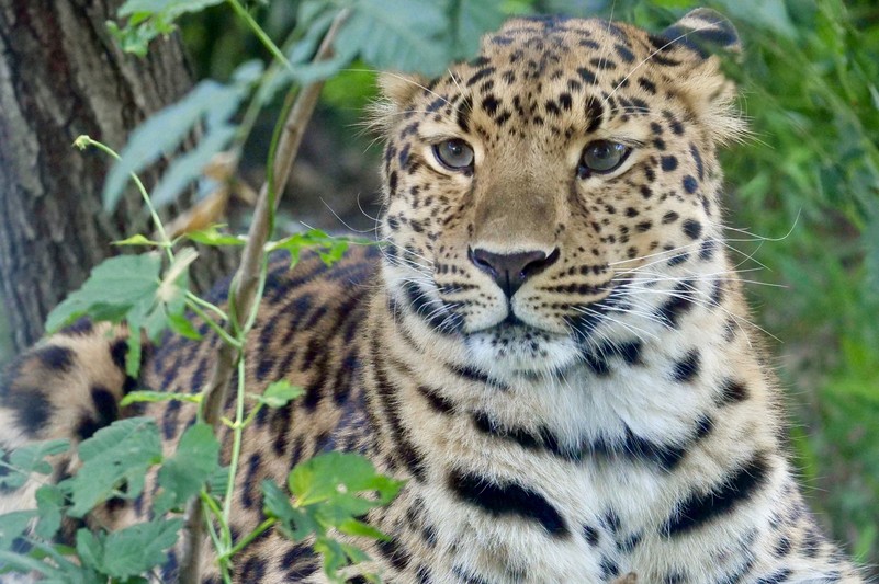 Amurleopard – Tiergarten Schönbrunn