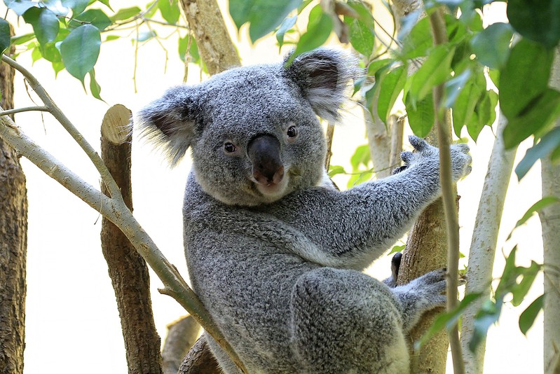 Koala – Tiergarten Schönbrunn