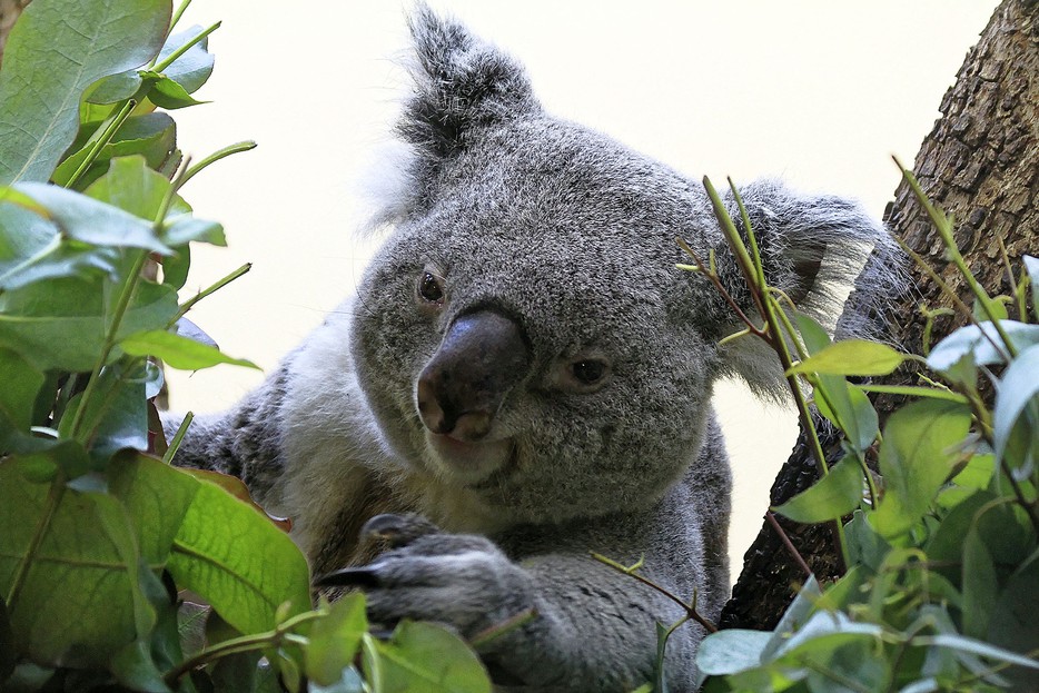 Koala – Tiergarten Schönbrunn