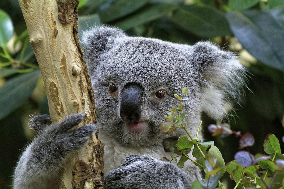 Koala – Tiergarten Schönbrunn