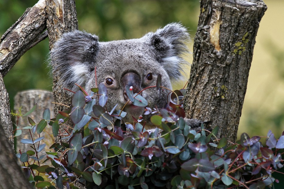 Koala – Tiergarten Schönbrunn