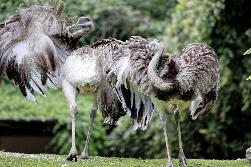 Nandu – Tiergarten Schönbrunn