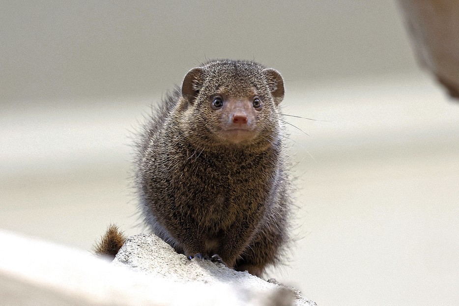 Homepage – Vienna Zoo