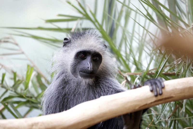 Bärenstummelaffe – Tiergarten Schönbrunn