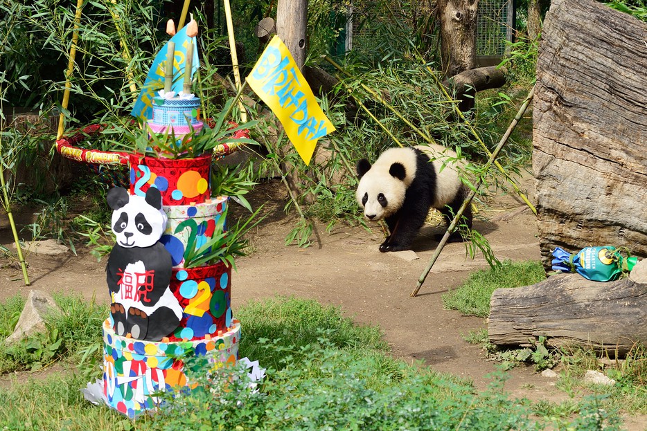 Pandabub Fu Hu feierte zweiten Geburtstag – Tiergarten Schönbrunn