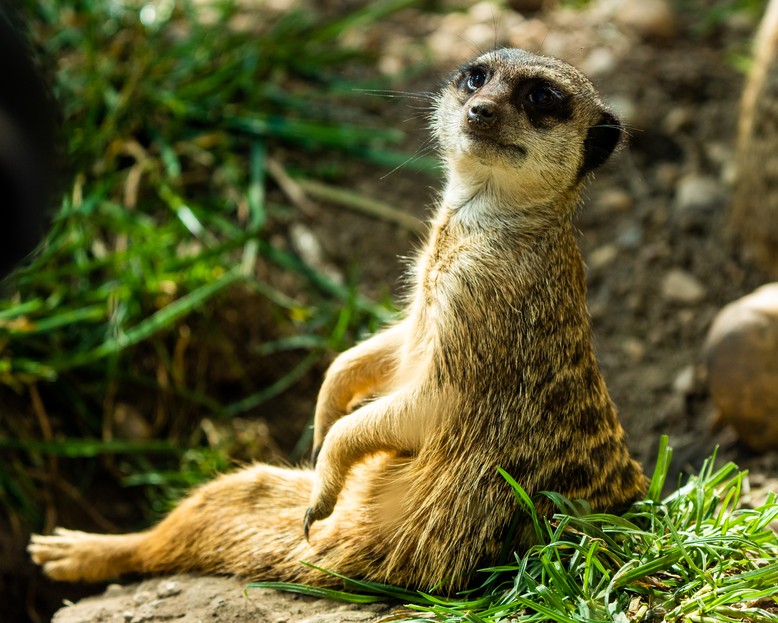 Daniel Ebner – Tiergarten Schönbrunn