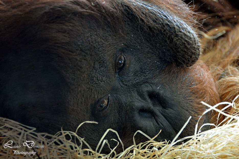 Dominik Lehner – Tiergarten Schönbrunn