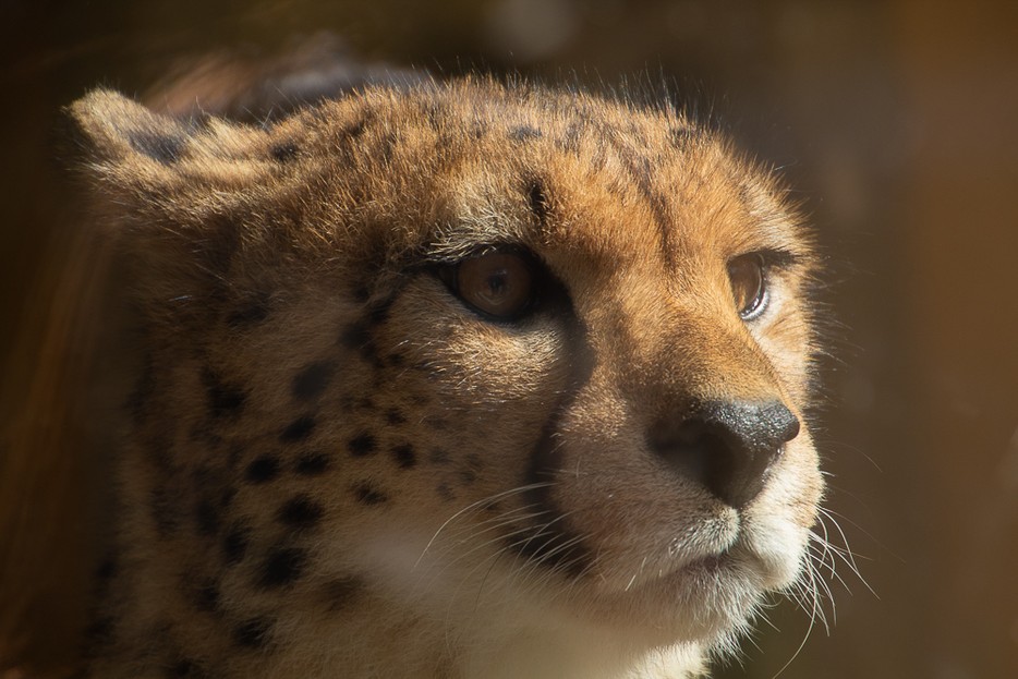 Edeltraud Rasser – Tiergarten Schönbrunn