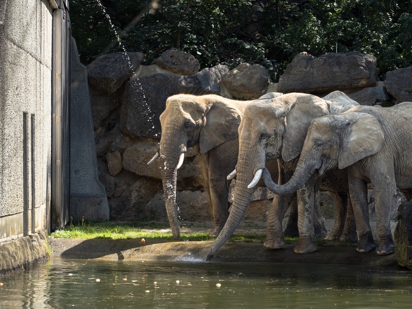 Edeltraud Rasser – Tiergarten Schönbrunn