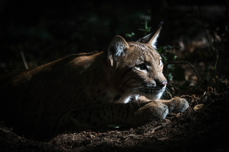 Eurasischer Luchs – Tiergarten Schönbrunn