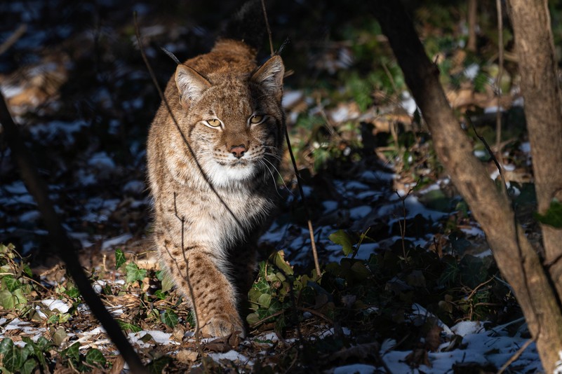 Eurasischer Luchs – Tiergarten Schönbrunn