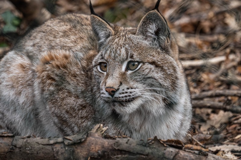 Eurasischer Luchs – Tiergarten Schönbrunn