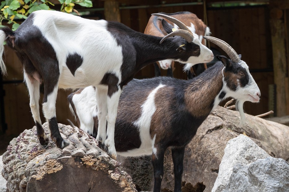 Tauernschecken Ziege – Tiergarten Schönbrunn