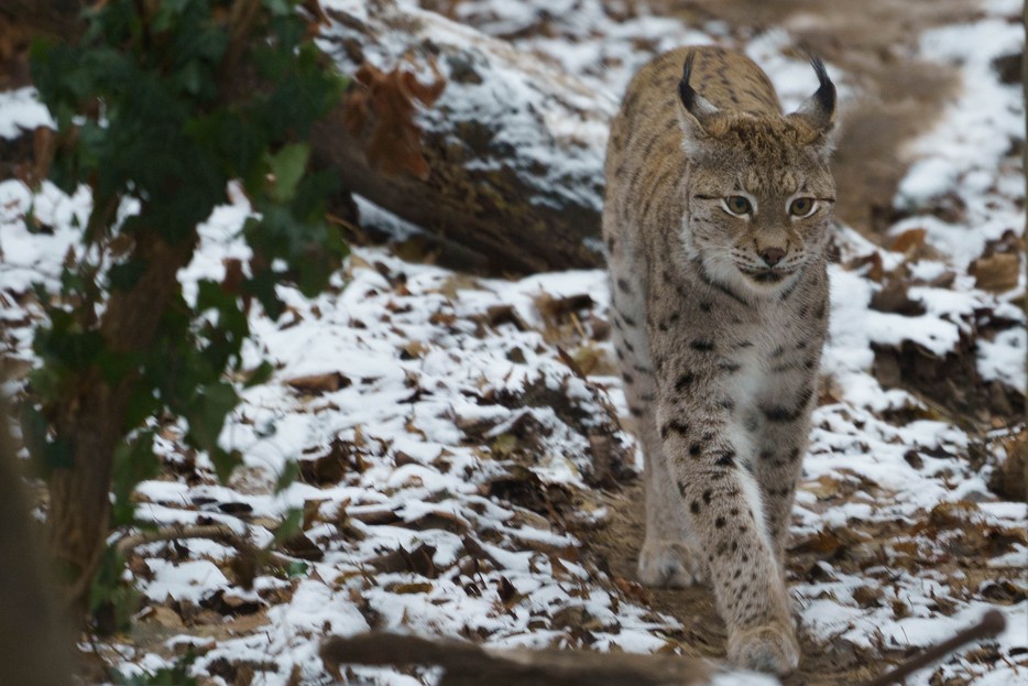 Eurasischer Luchs – Tiergarten Schönbrunn
