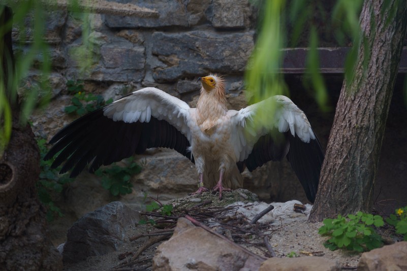 Schmutzgeier – Tiergarten Schönbrunn