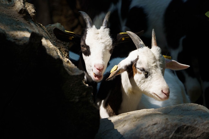 Tauernschecken Ziege – Tiergarten Schönbrunn