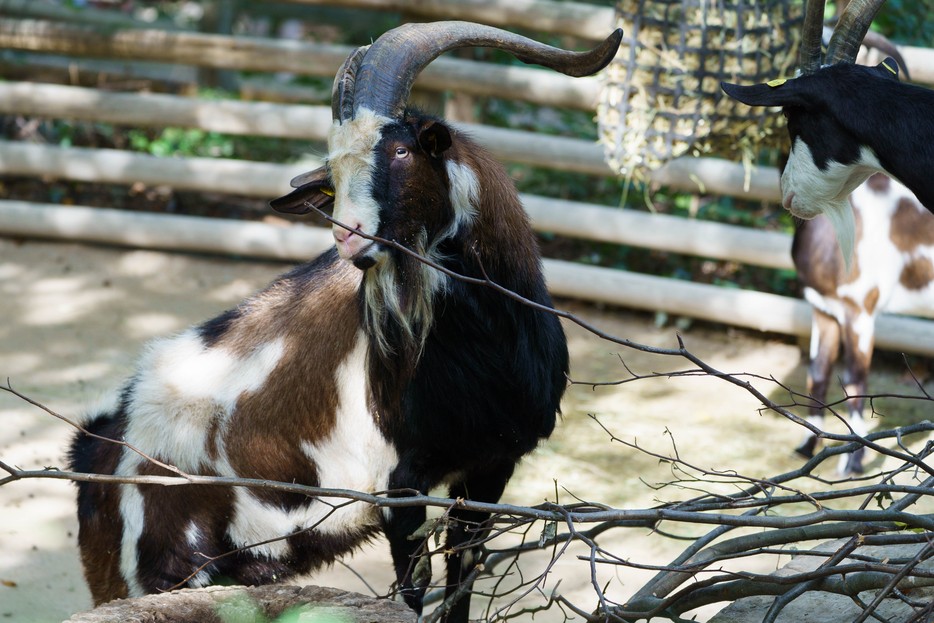 Tauernschecken Ziege – Tiergarten Schönbrunn