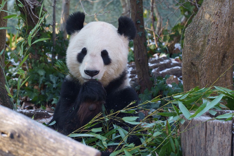 Großer Panda – Tiergarten Schönbrunn