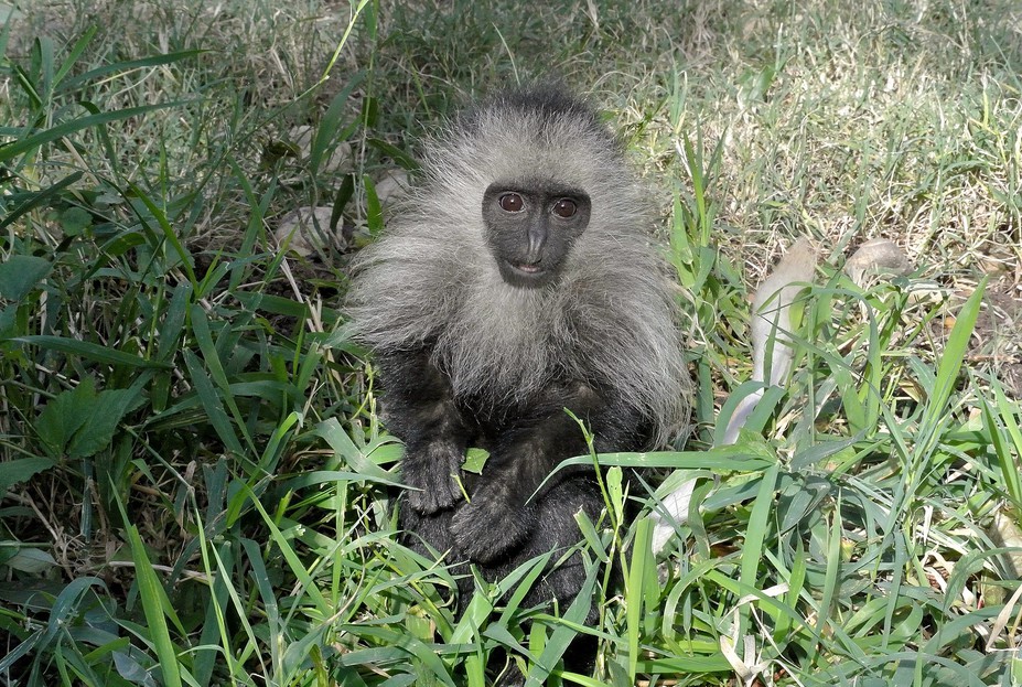 Bärenstummelaffe – Tiergarten Schönbrunn