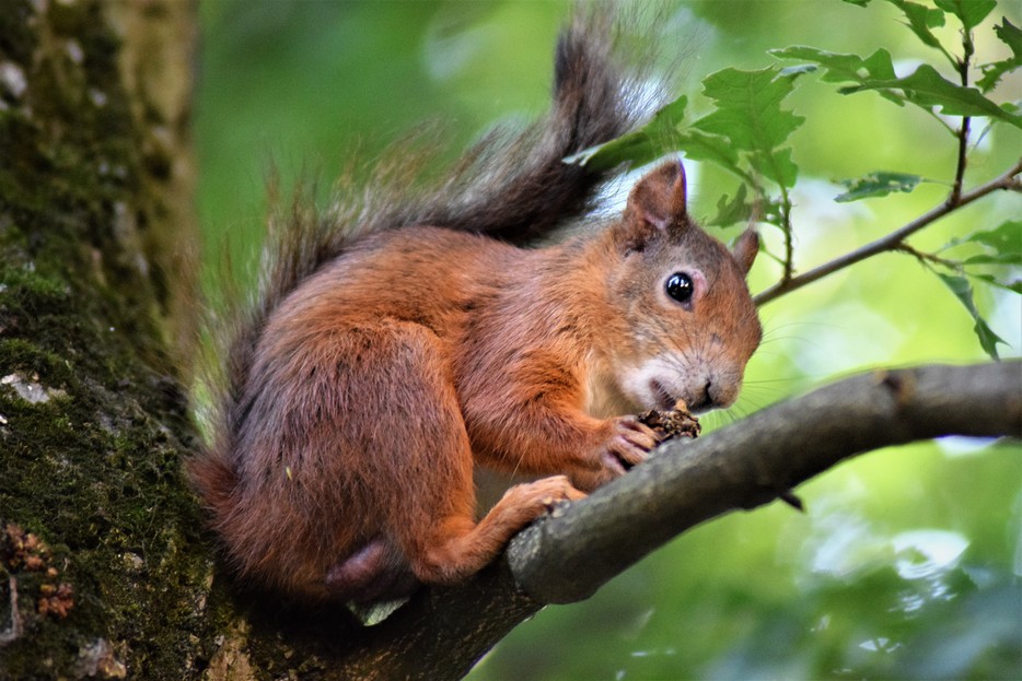 Eichkätzchen – Tiergarten Schönbrunn