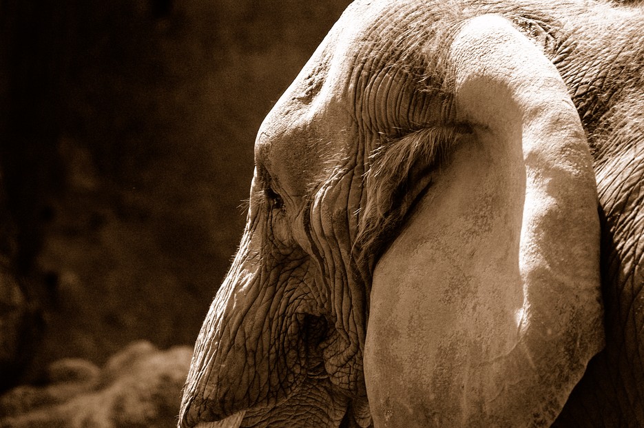 Franz Karacson – Tiergarten Schönbrunn