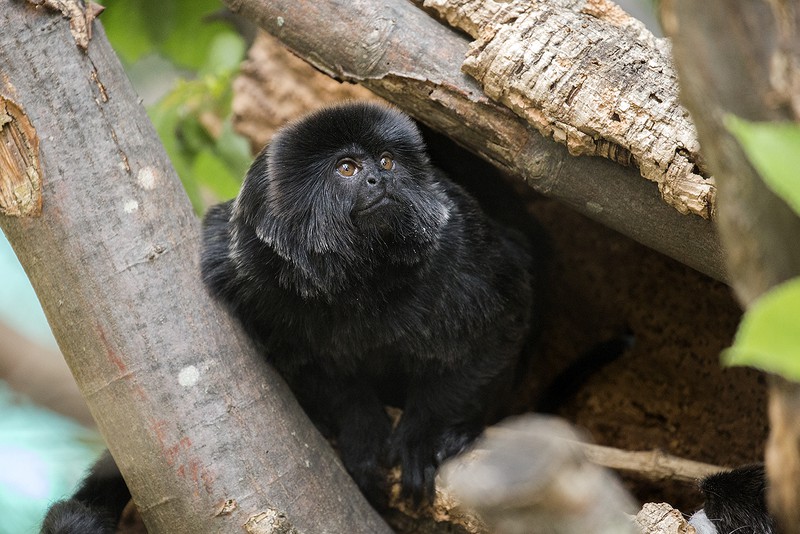 Springtamarin – Tiergarten Schönbrunn