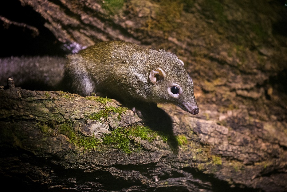 Bergtupaja – Tiergarten Schönbrunn