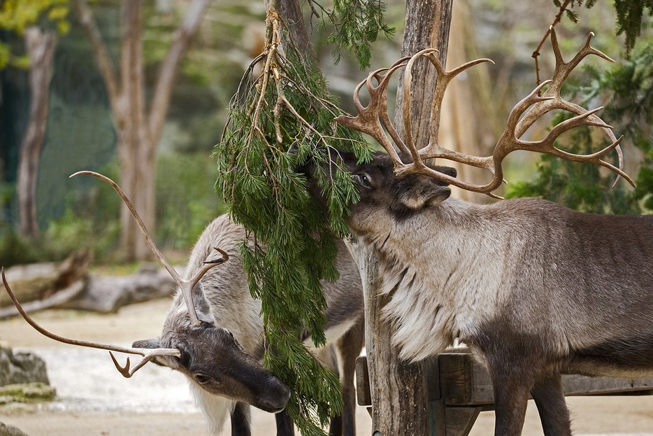 Rentier – Tiergarten Schönbrunn