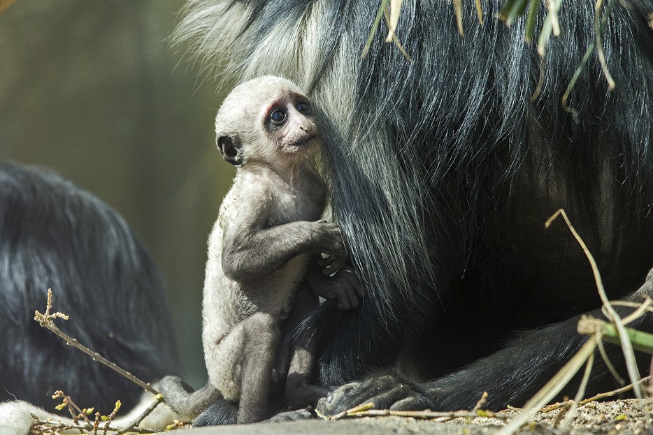 Bärenstummelaffe – Tiergarten Schönbrunn