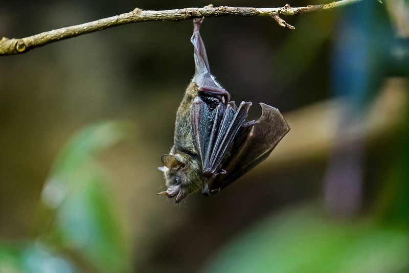 Blumenfledermaus – Tiergarten Schönbrunn