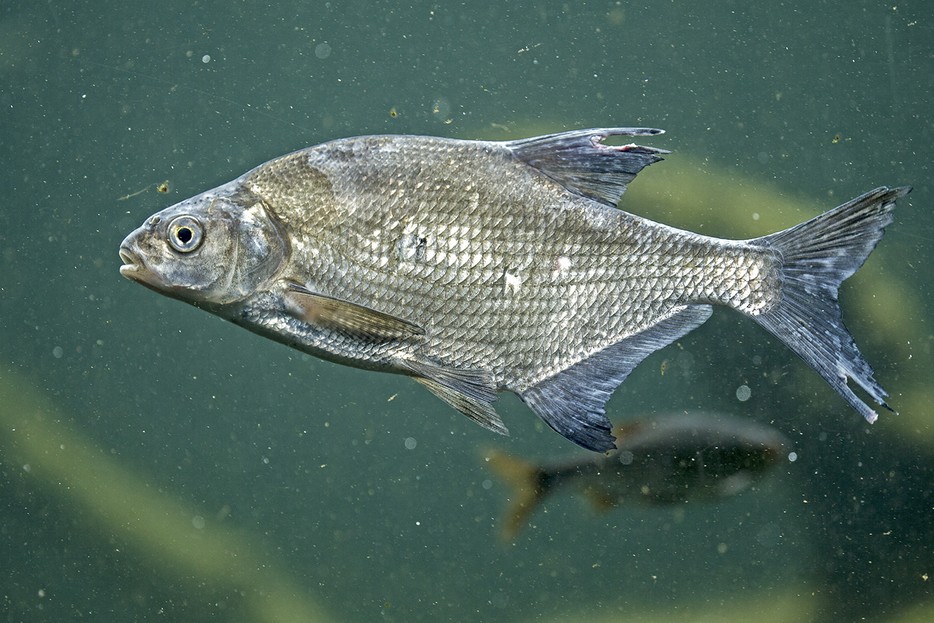 Brachse – Tiergarten Schönbrunn