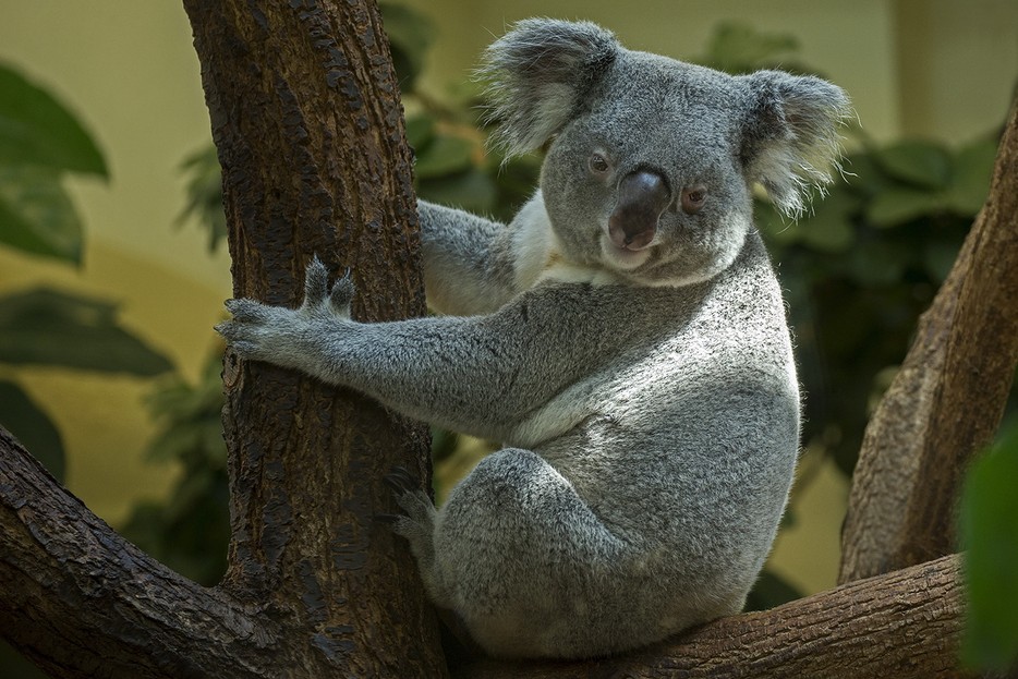 Koala – Tiergarten Schönbrunn