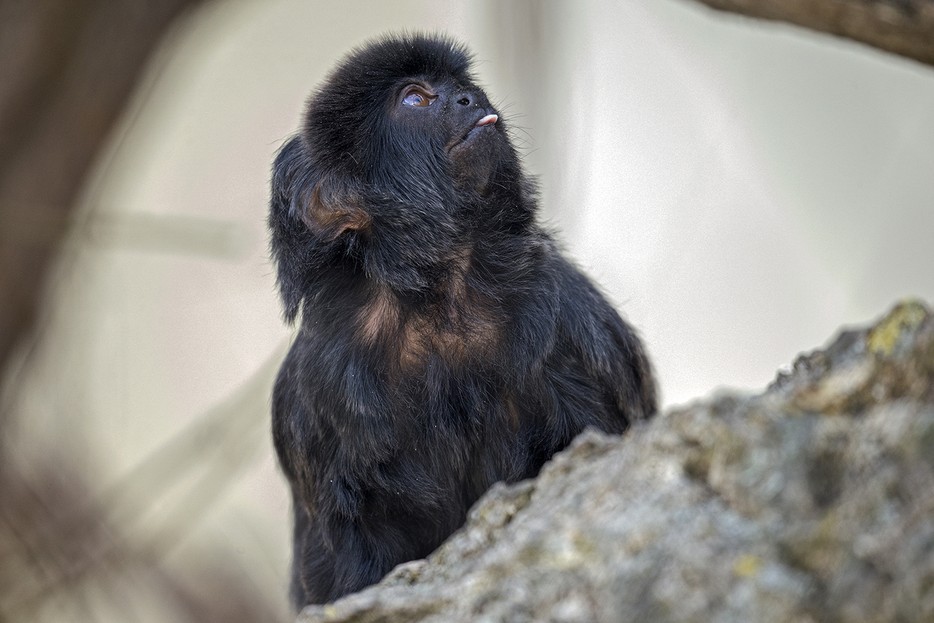 Springtamarin – Tiergarten Schönbrunn