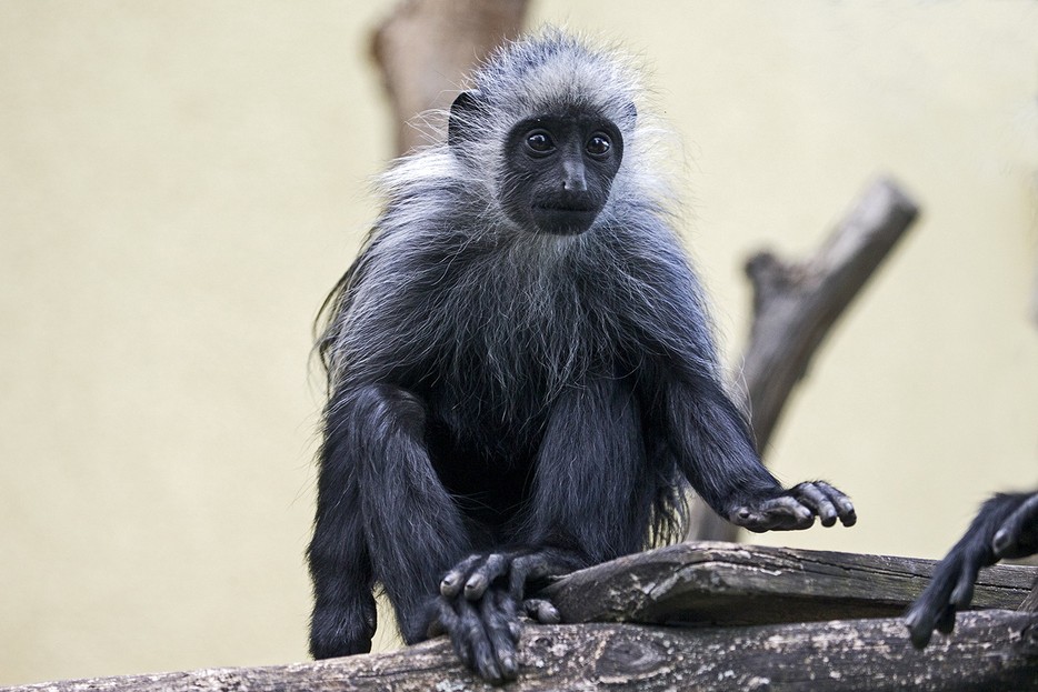 Bärenstummelaffe – Tiergarten Schönbrunn