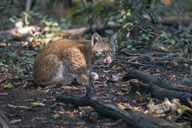 Eurasischer Luchs – Tiergarten Schönbrunn