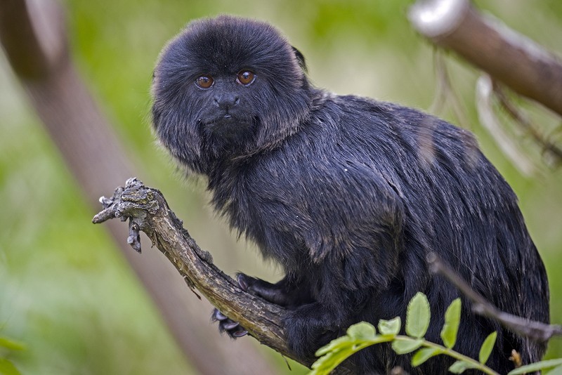 Springtamarin – Tiergarten Schönbrunn