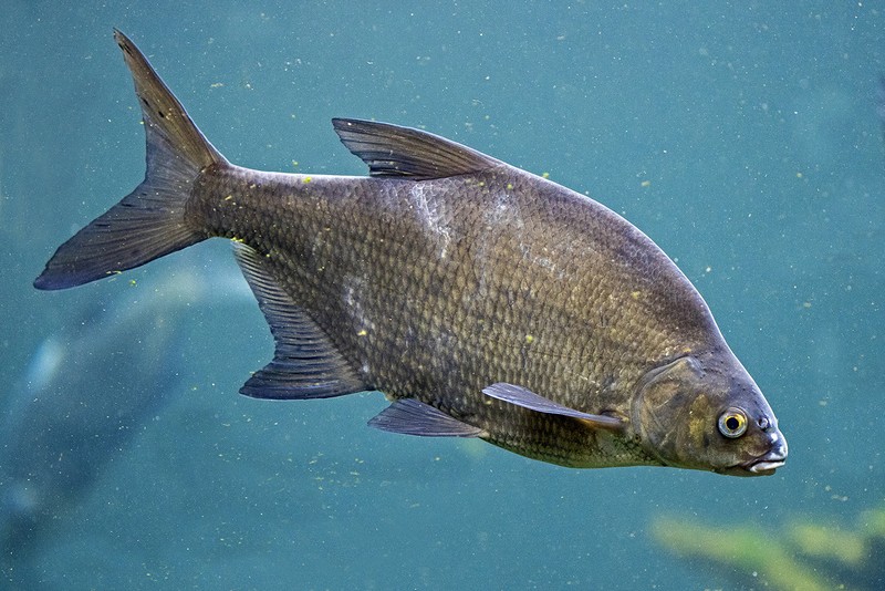 Brachse – Tiergarten Schönbrunn