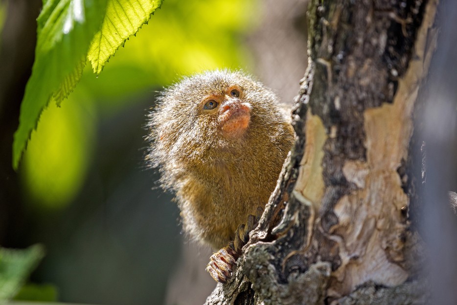Zwergseidenaffe – Tiergarten Schönbrunn