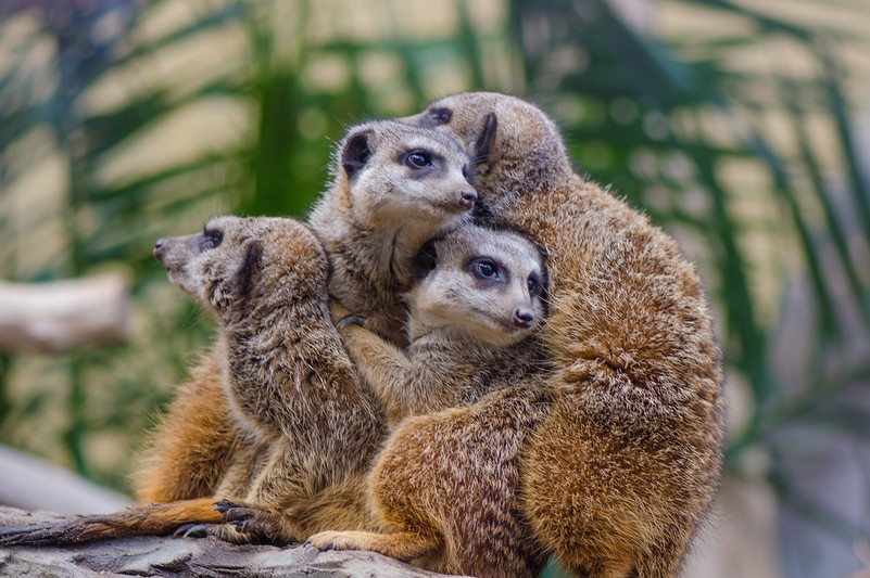 Erdmännchen – Tiergarten Schönbrunn