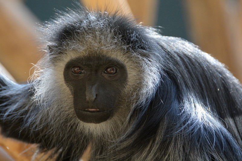 Bärenstummelaffe – Tiergarten Schönbrunn