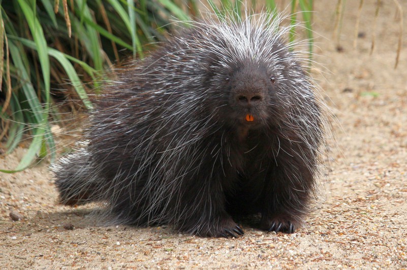 Urson – Tiergarten Schönbrunn