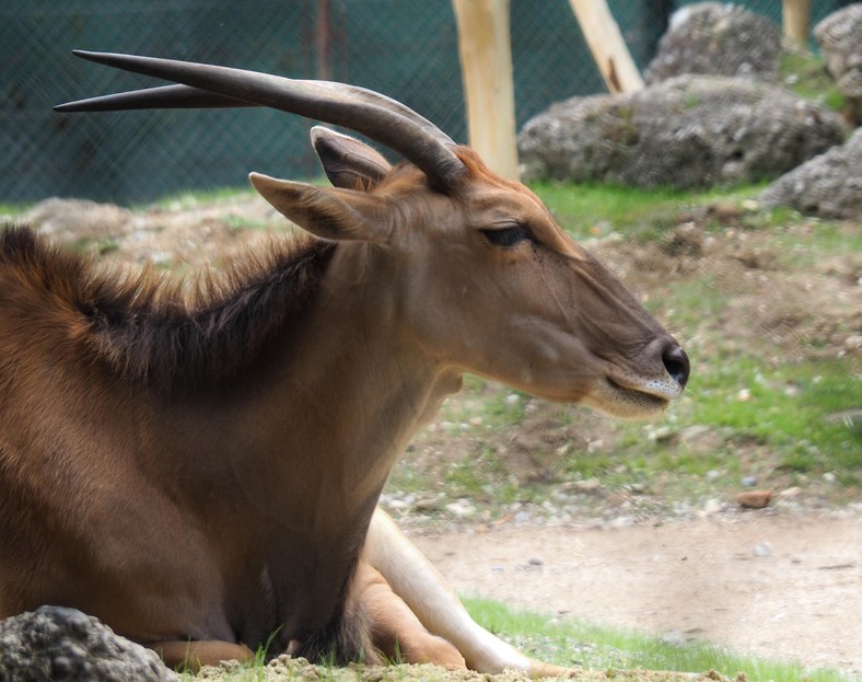 Gerd Drtina – Tiergarten Schönbrunn