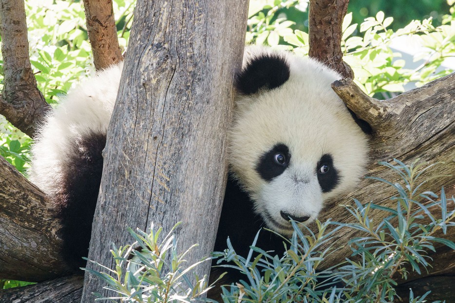 Großer Panda – Tiergarten Schönbrunn