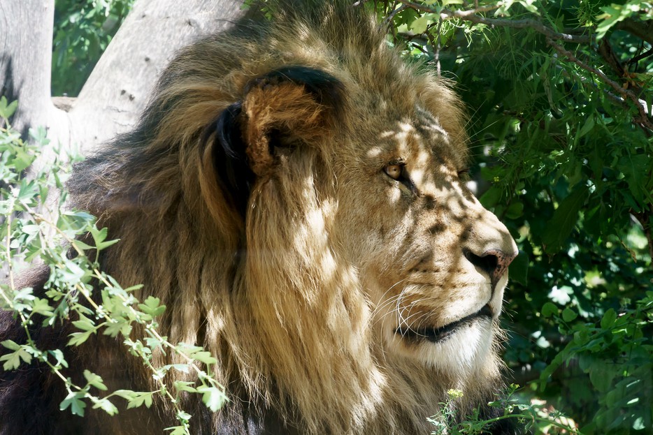 Löwe – Tiergarten Schönbrunn
